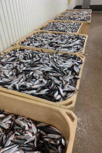 Swedish Surströmming: The World's Smelliest Food