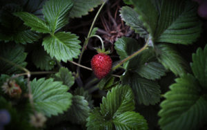 A Guide to Swedish Berries